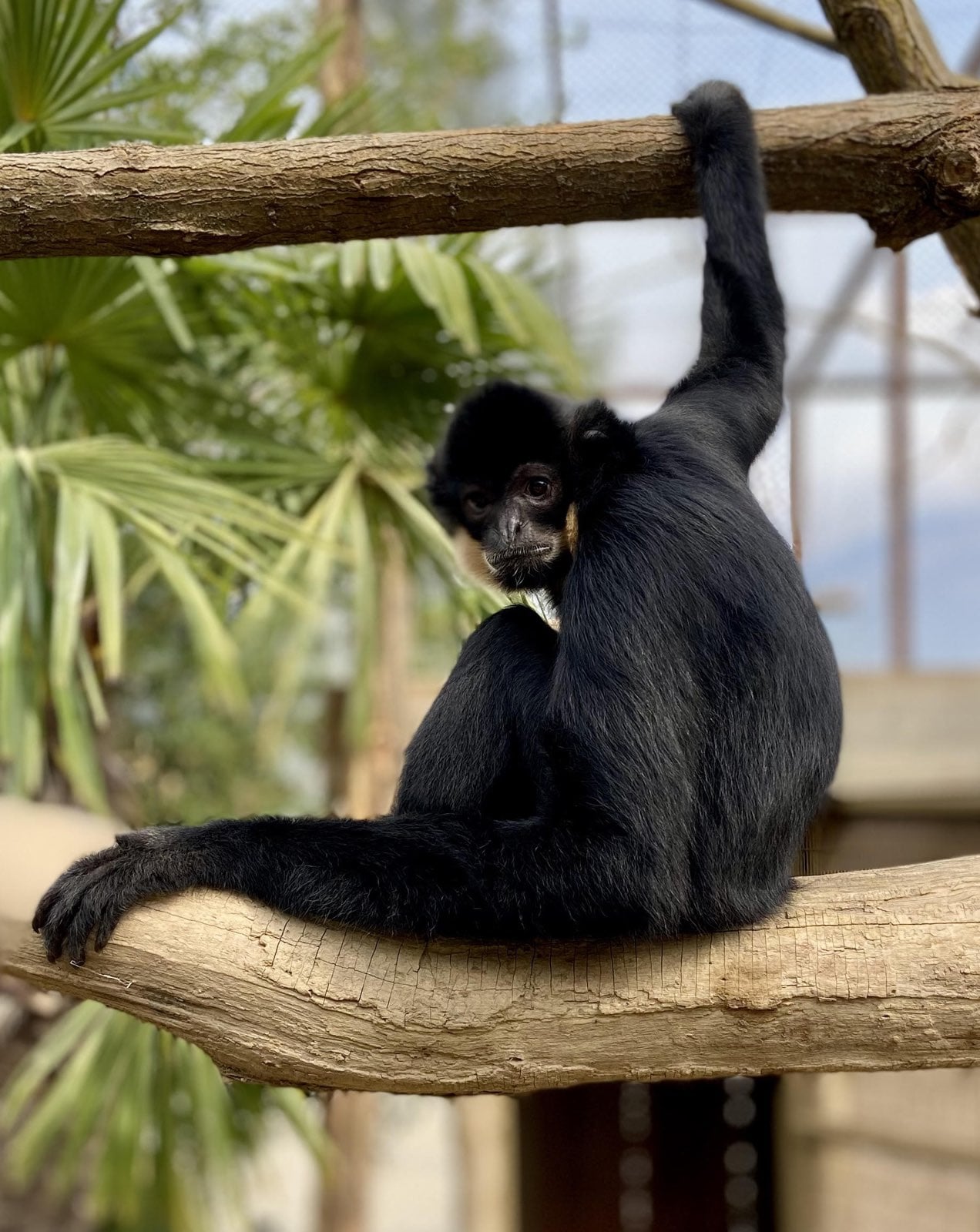 En 2021, découvrez les Gibbons à f | Parc Animalier des Pyrénées