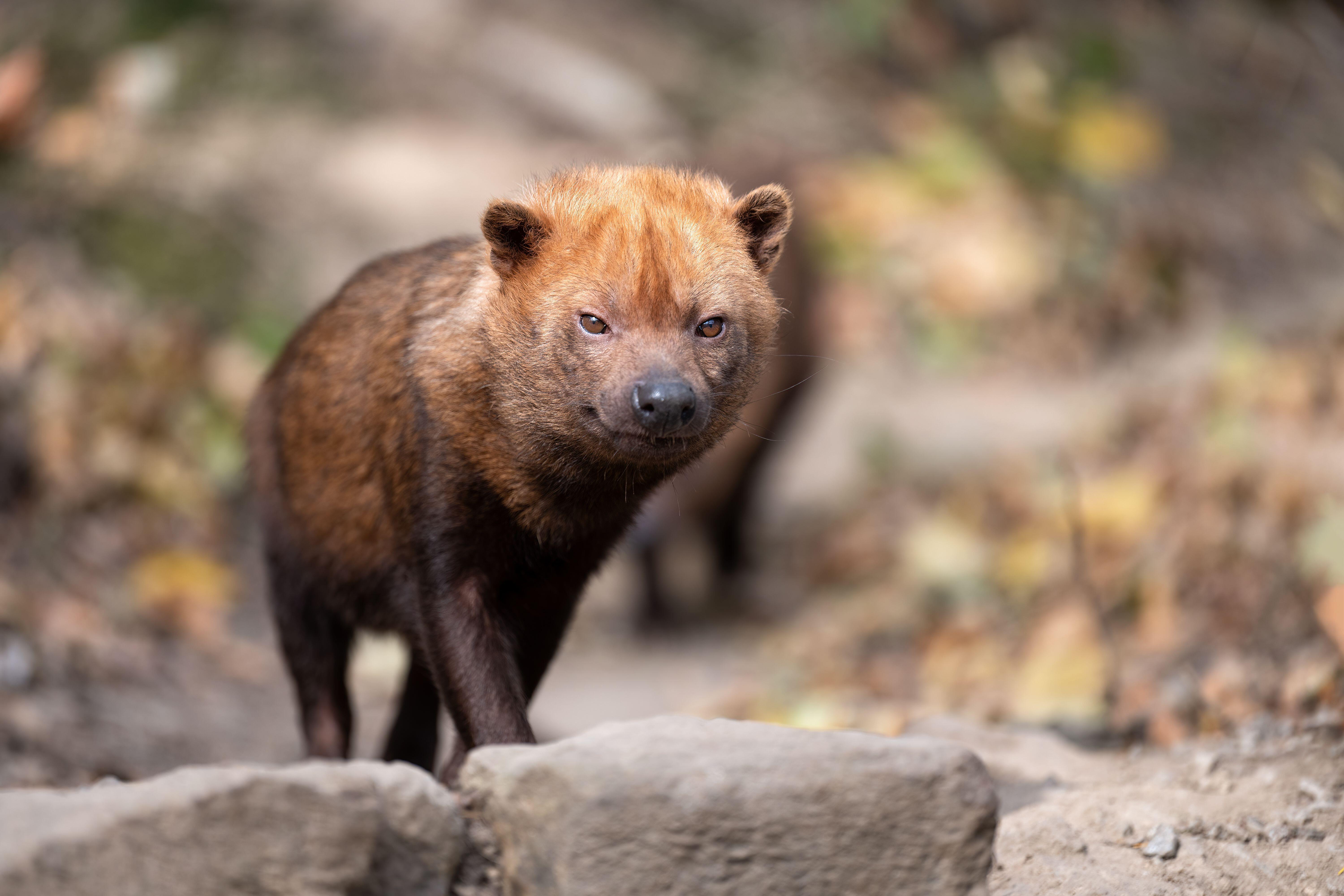 Dossiers de Presse | Parc Animalie | Parc Animalier des Pyrénées